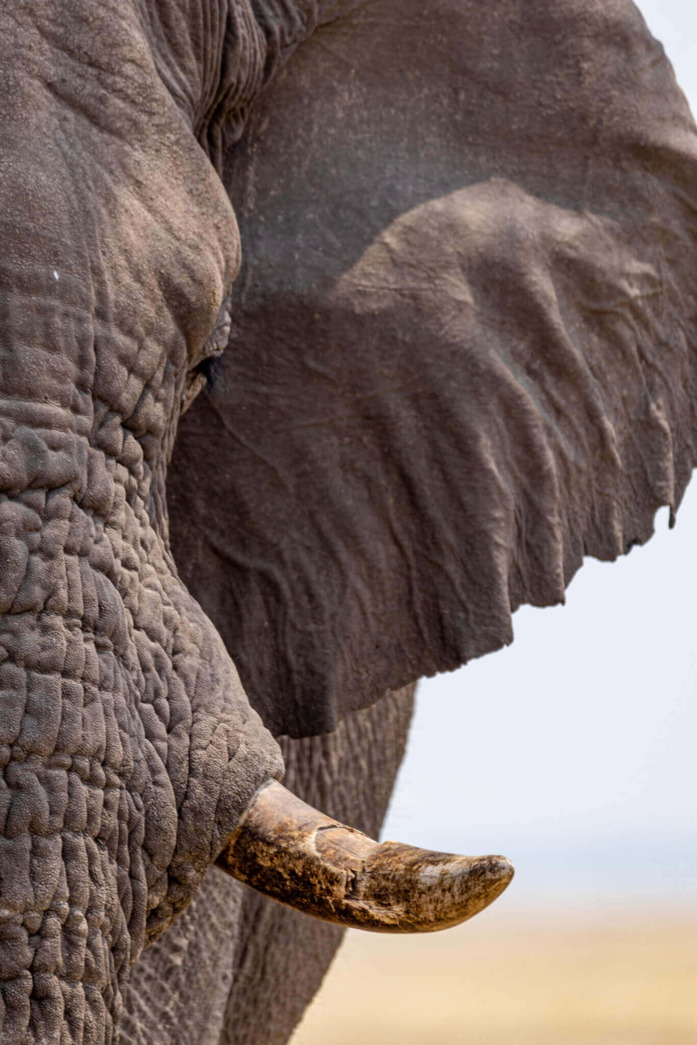 Wild Wanderer Safaris